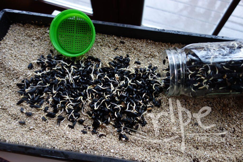Sunflower Sprouts | RIPE