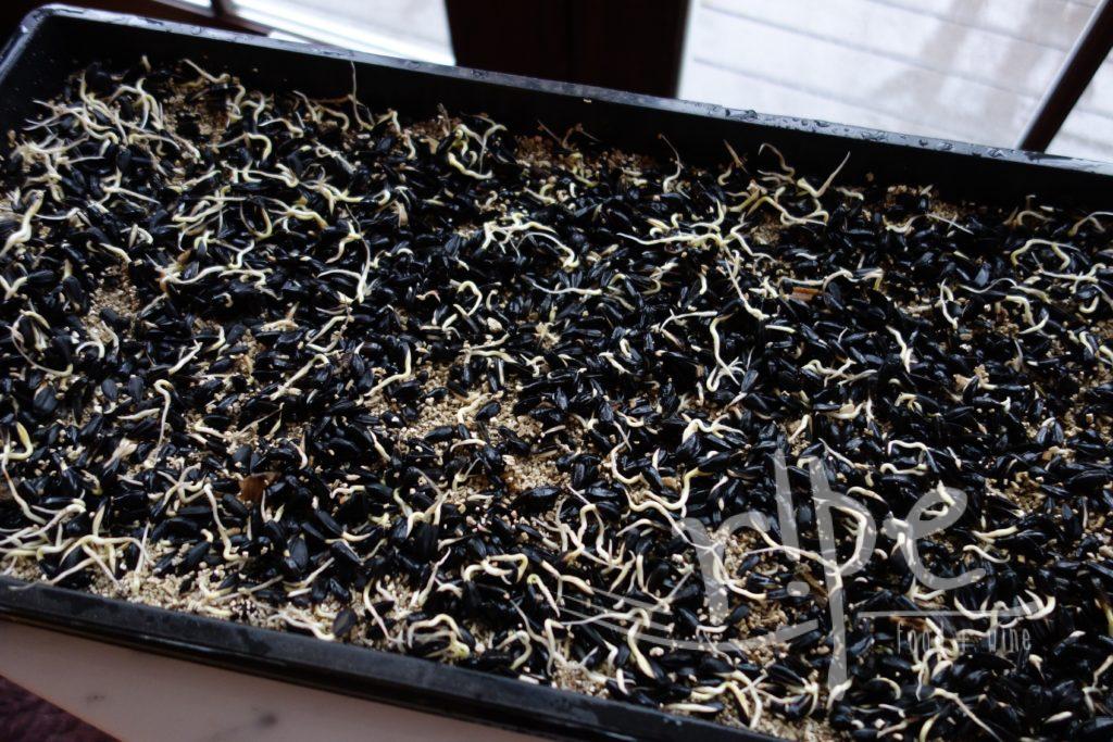 Sunflower Sprouts | RIPE