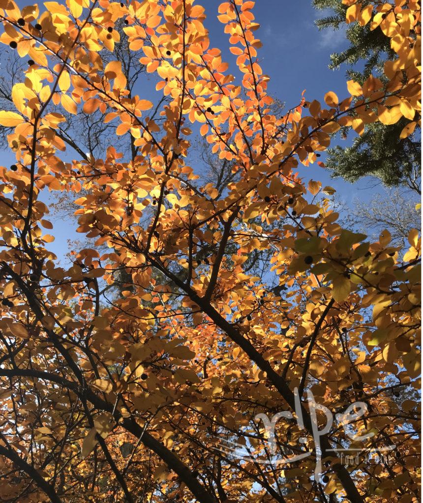 Dinner Ideas for Fall—Recipe Roundup from RIPE | RIPE